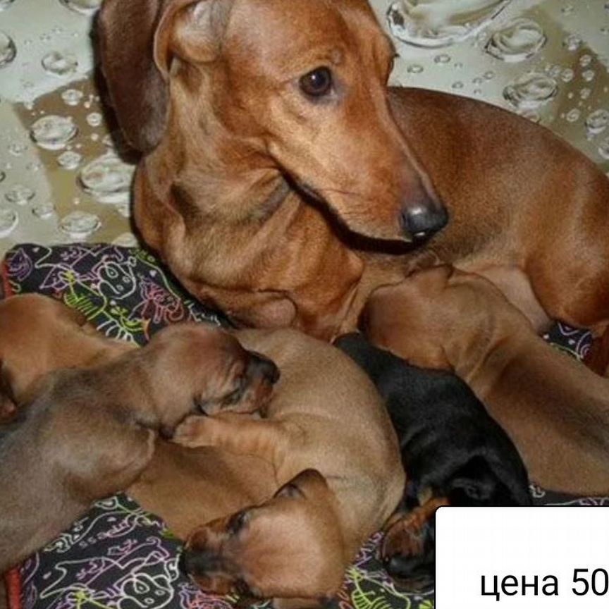 Щеночки таксы, девочки