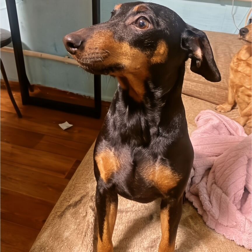 Цвергпинчер, взрослая собака