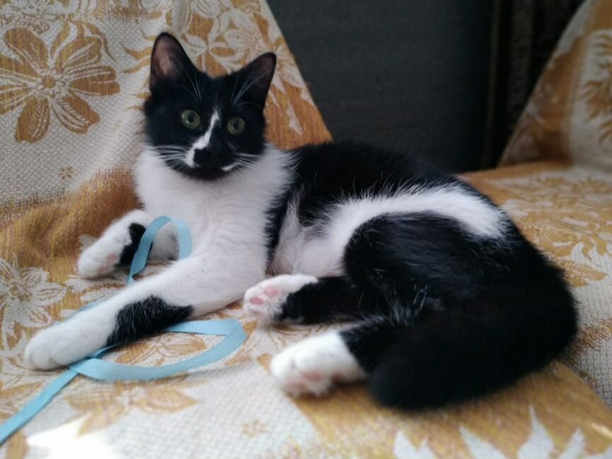 Герда нежная и ласковая кошечка