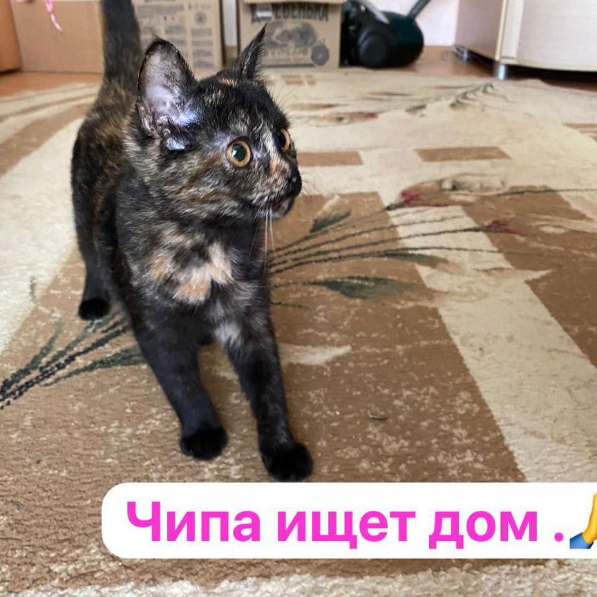 Кошки в добрые руки бесплатно