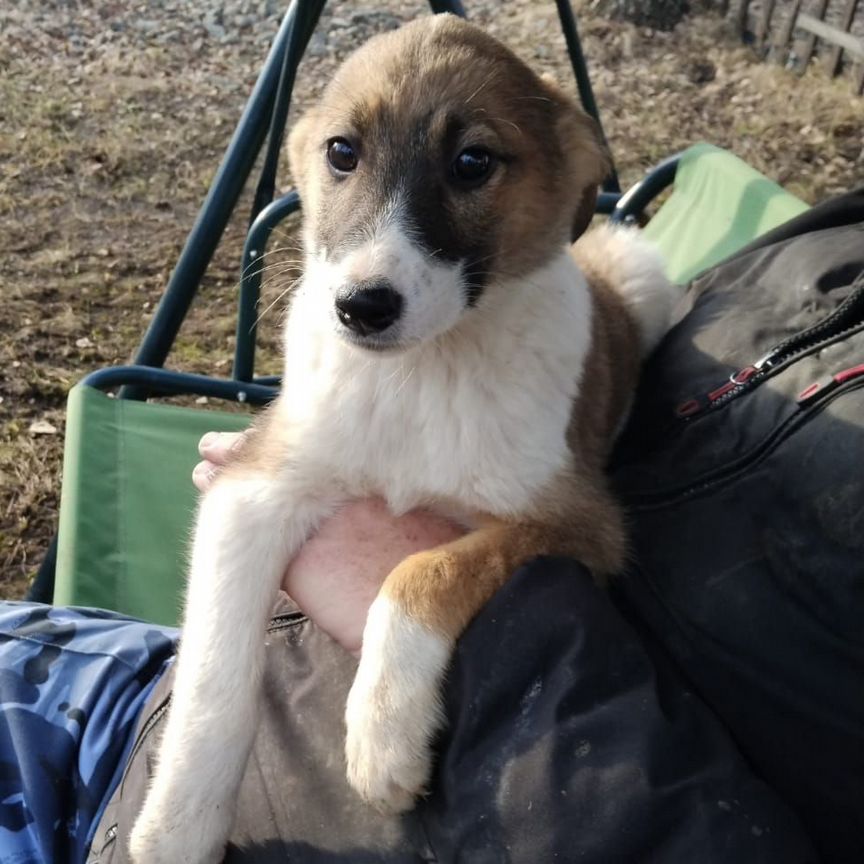 Щенок в добрые руки