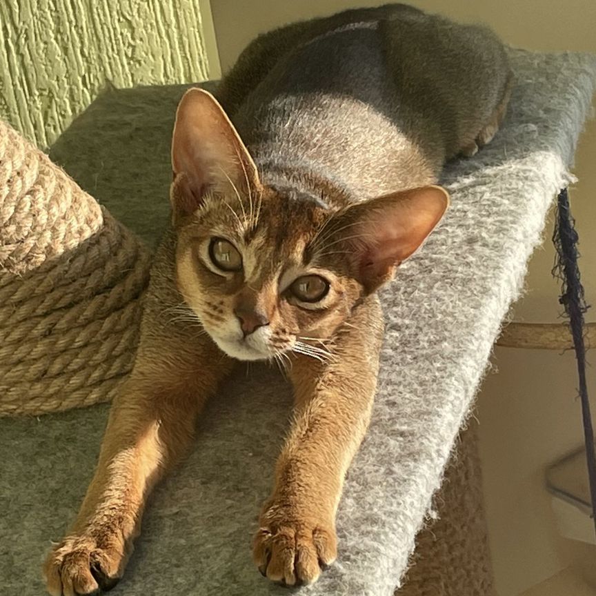 Абиссинские экстремальные котята