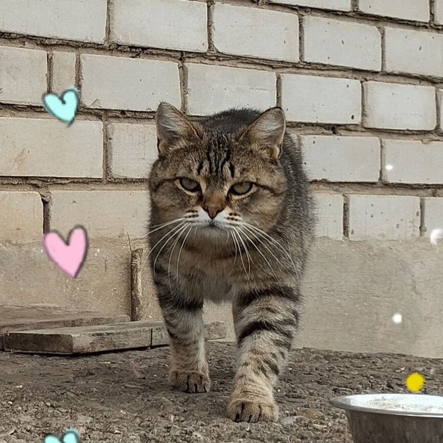 Кот в добрые руки
