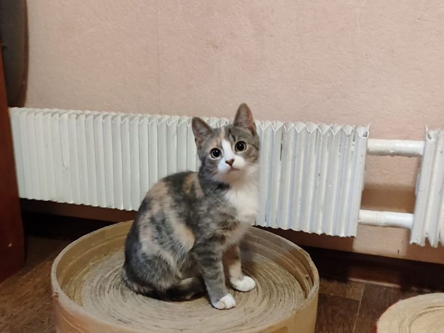 Котенок в добрые руки