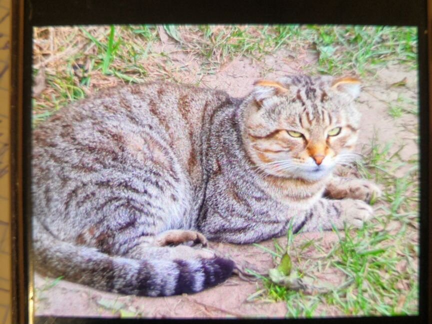 Вислоухий Кот Апельсин