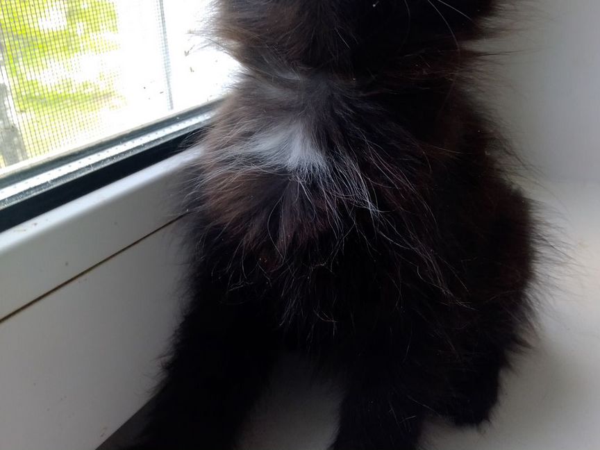 Красивый котик (6.03.2024)