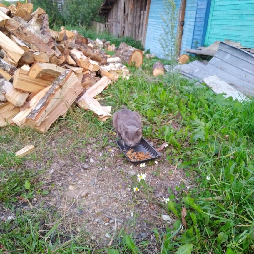 Котенок в добрые руки