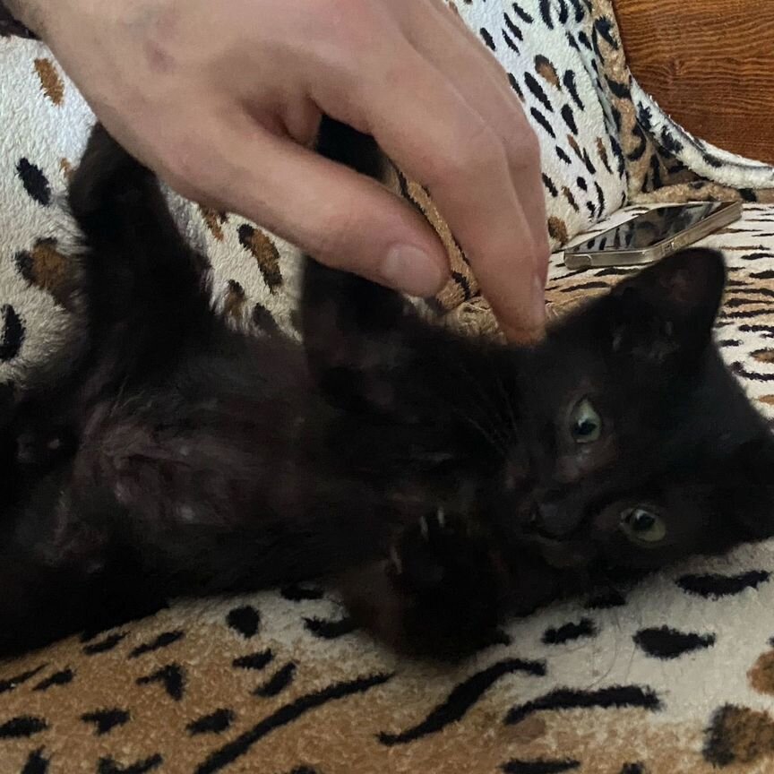 Котенок мальчик и девочка