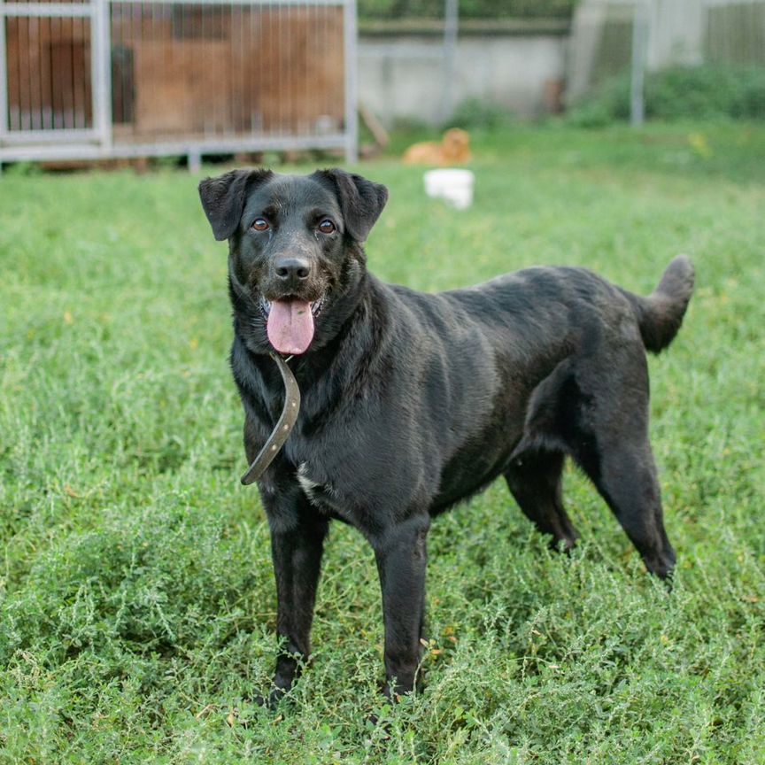 Зара из Курска ищет дом или передержку