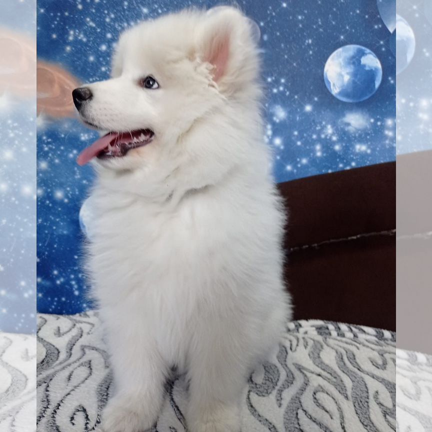 Самоедская собака, взрослый пёс