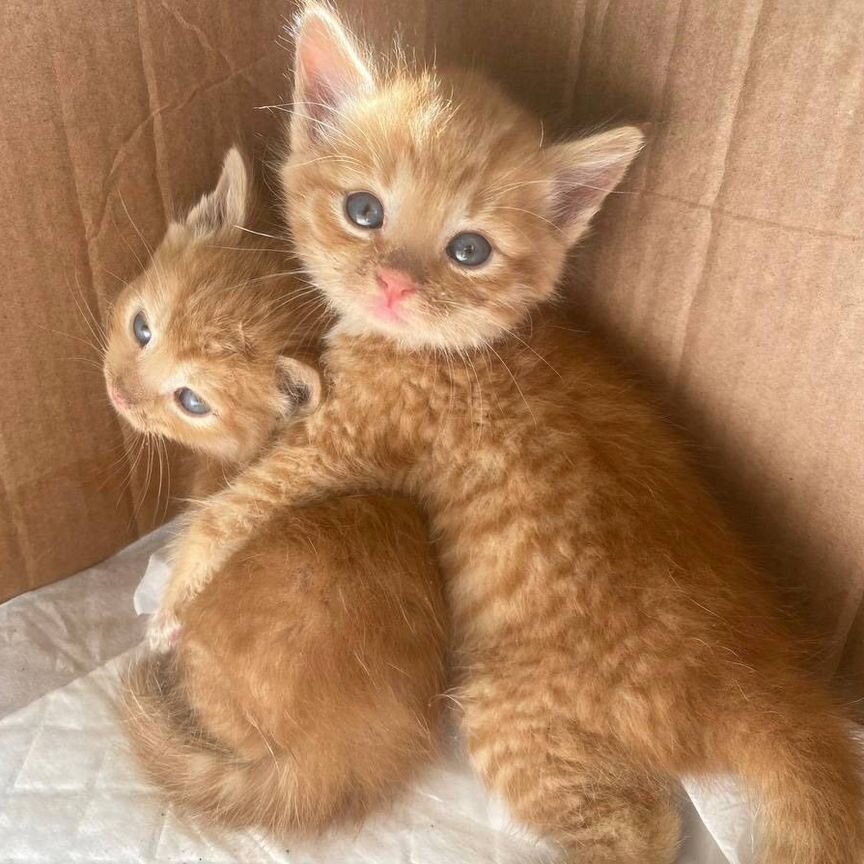 Котята в добрые руки бесплатно мальчик 1 месяц