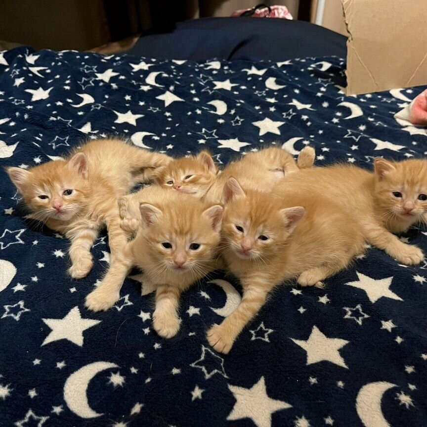 Милые котята