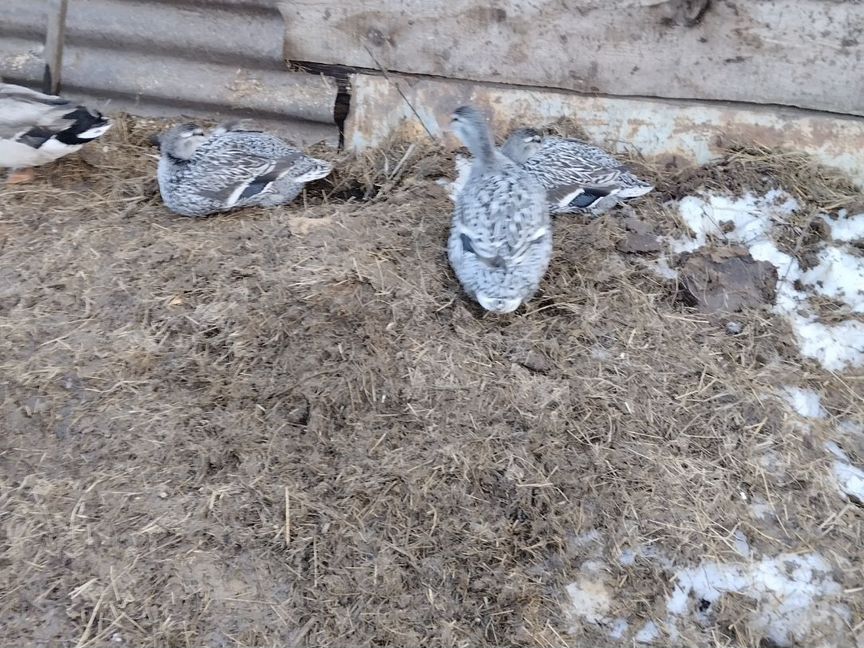 Продам уток крякву, для охоты., подсадные