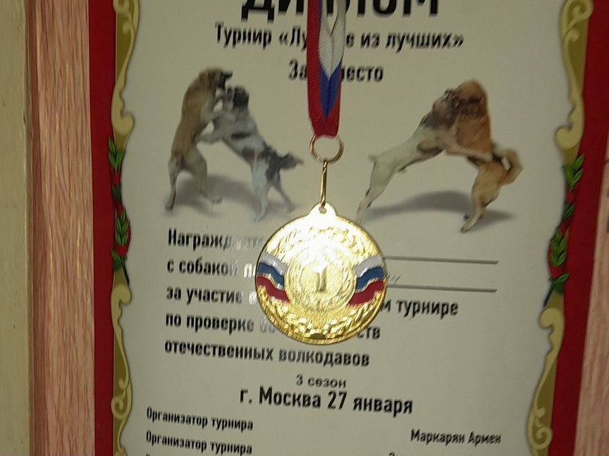 Среднеазиатская овчарка алабай вязка