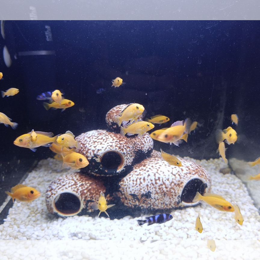 Лабидохромис еллоу