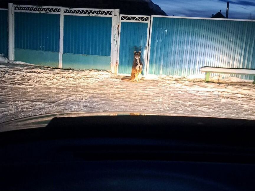 Пристроить собаку