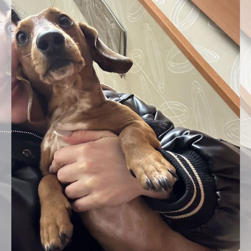 Такса, взрослый пёс