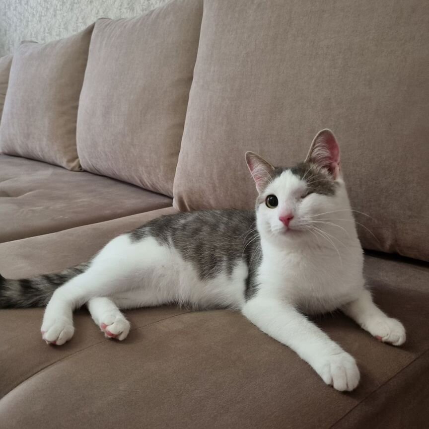 Кот в добрые руки