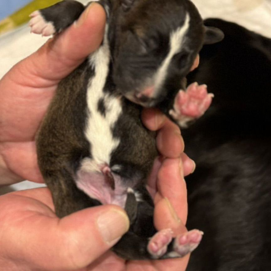 Лайка, щенок