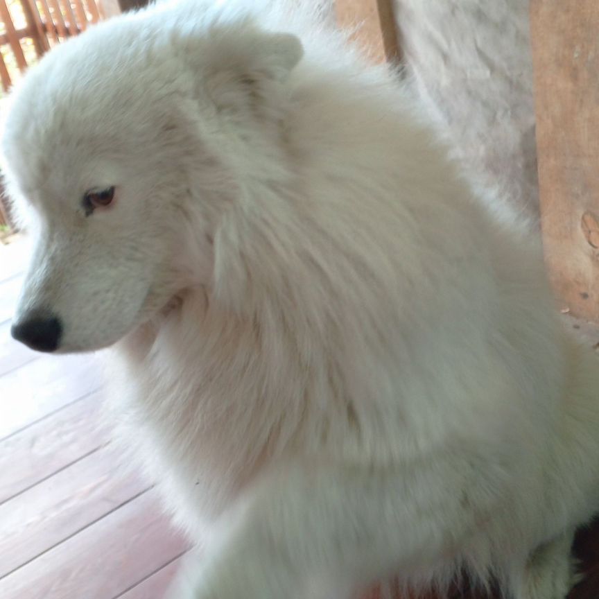 Кобель для вязки самоедская собака