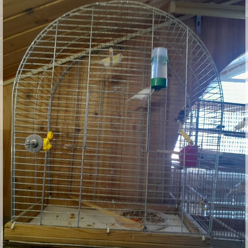 Канарейка кенар