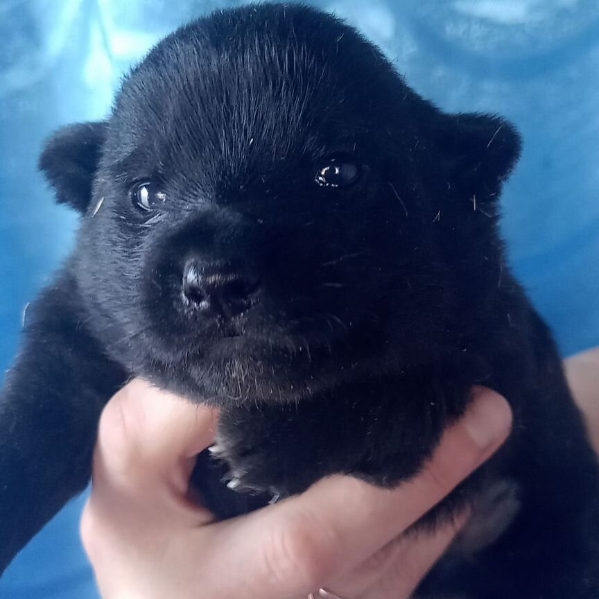 Маленькая собака