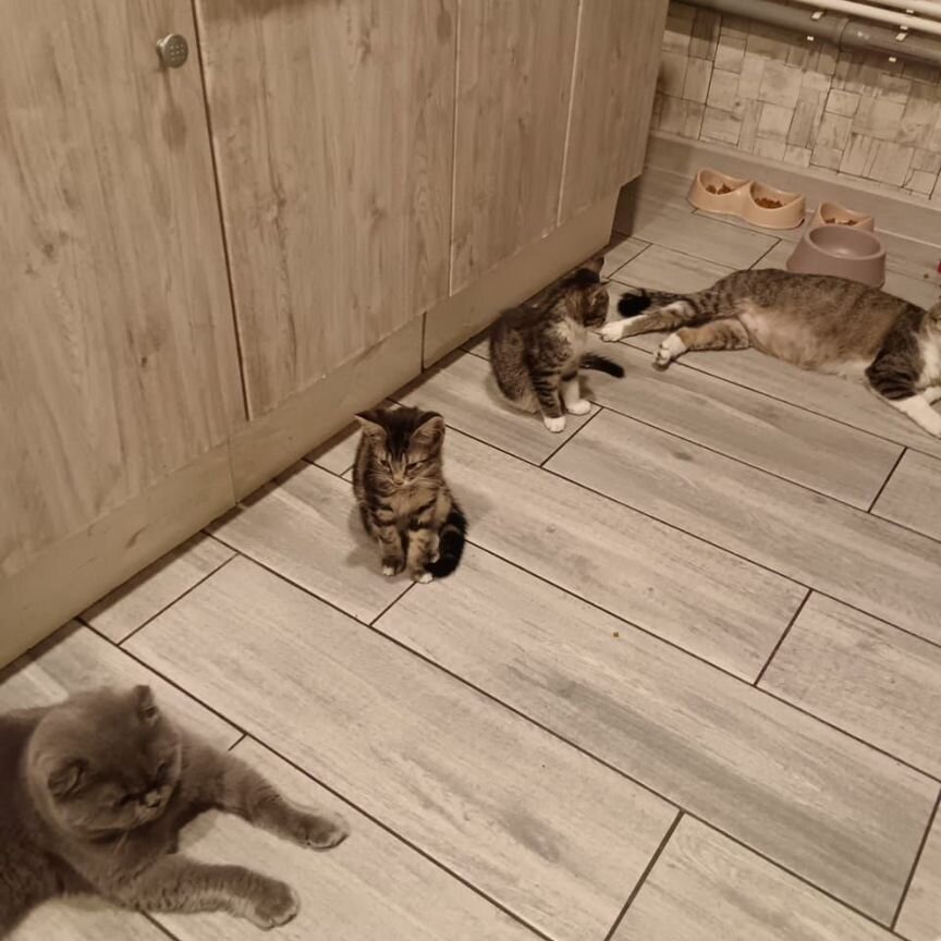Котята