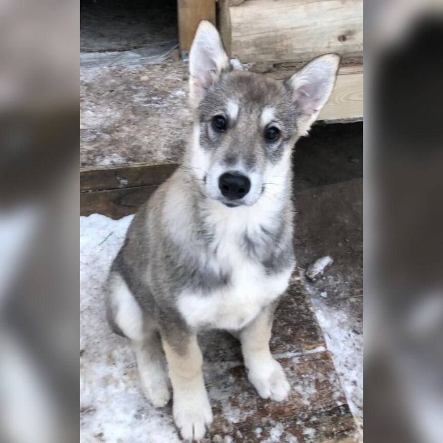 Элис ищет дом