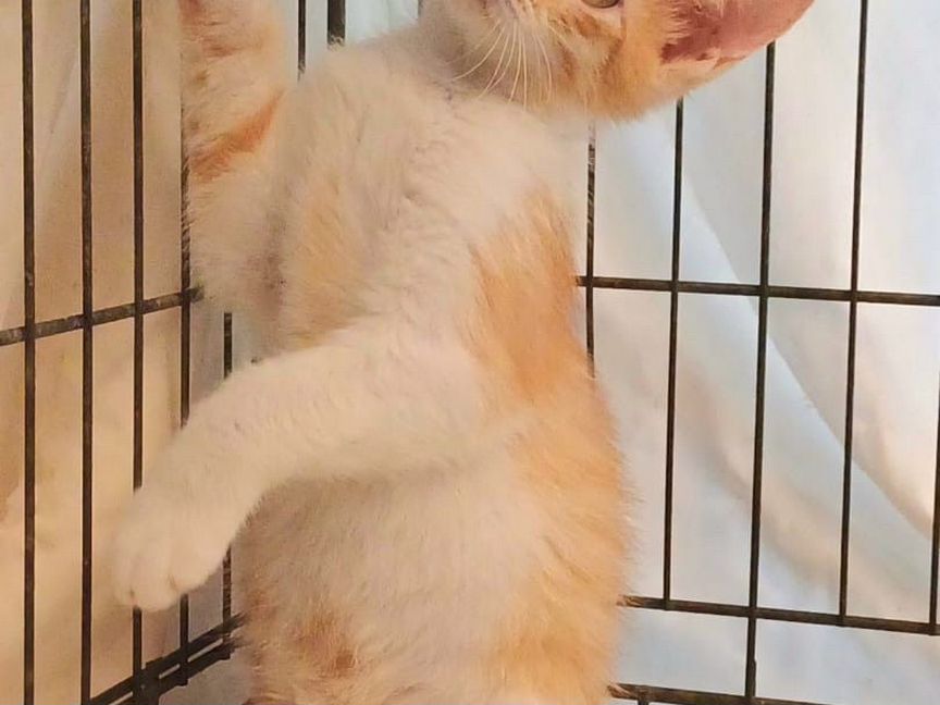 Котенок Борис в добрые руки