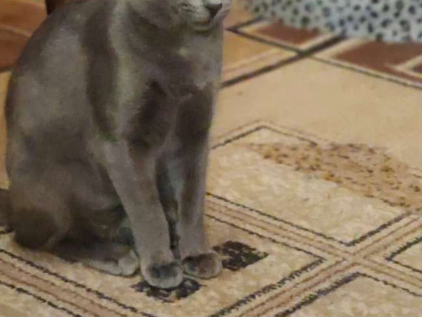 Русская голубая