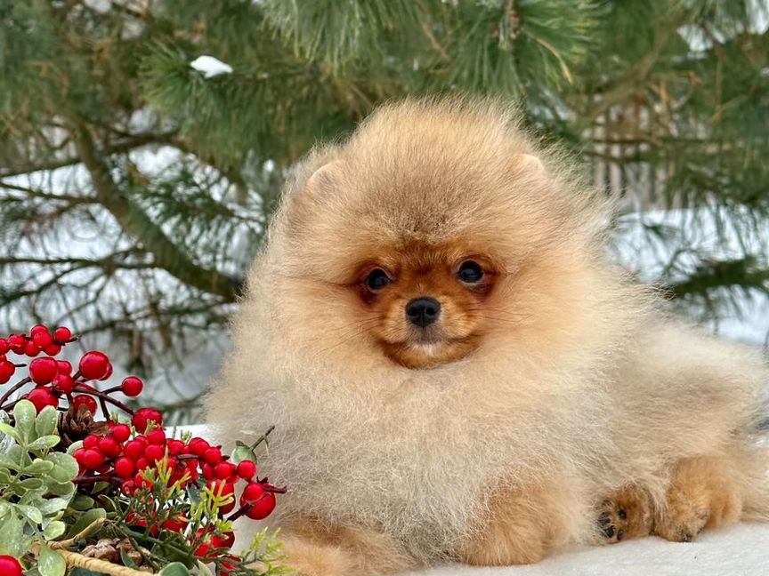 Померанский шпиц
