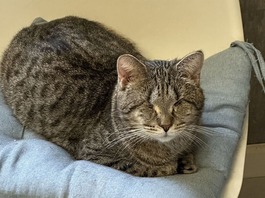 Незрячий котик Марс