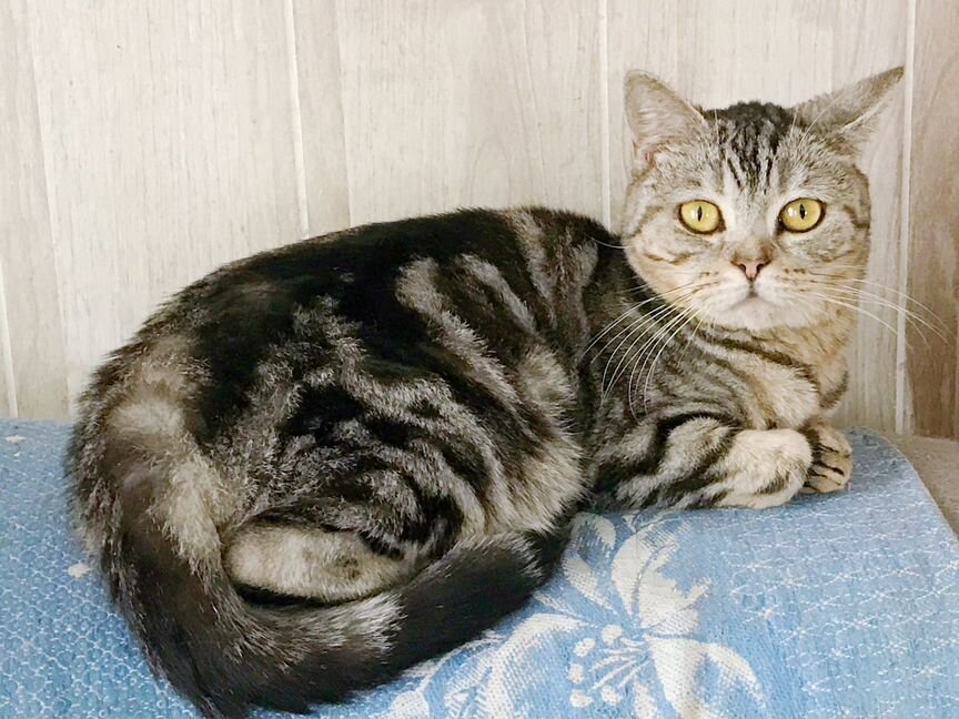 Кошечка Алсу 1.5 года ищет дом