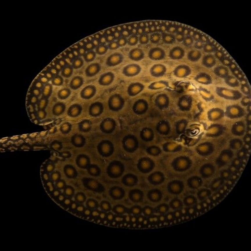 Скат моторо и черный бриллиант