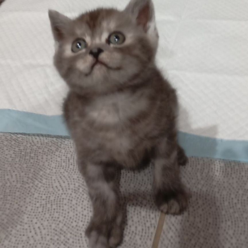 Шотландский вислоухий длинношёрстный котёнок