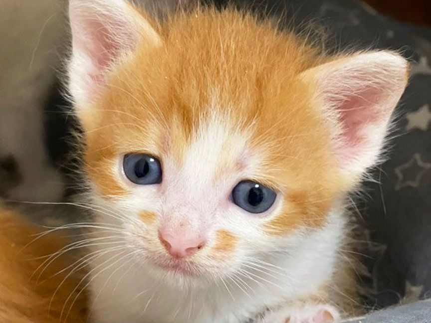 Котенок Антошка наполнит ваш дом счастьем