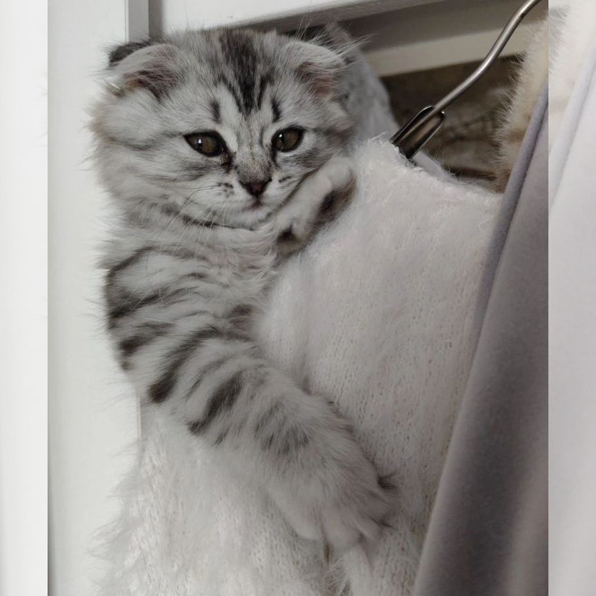 Шотландский вислоухий длинношёрстный котёнок