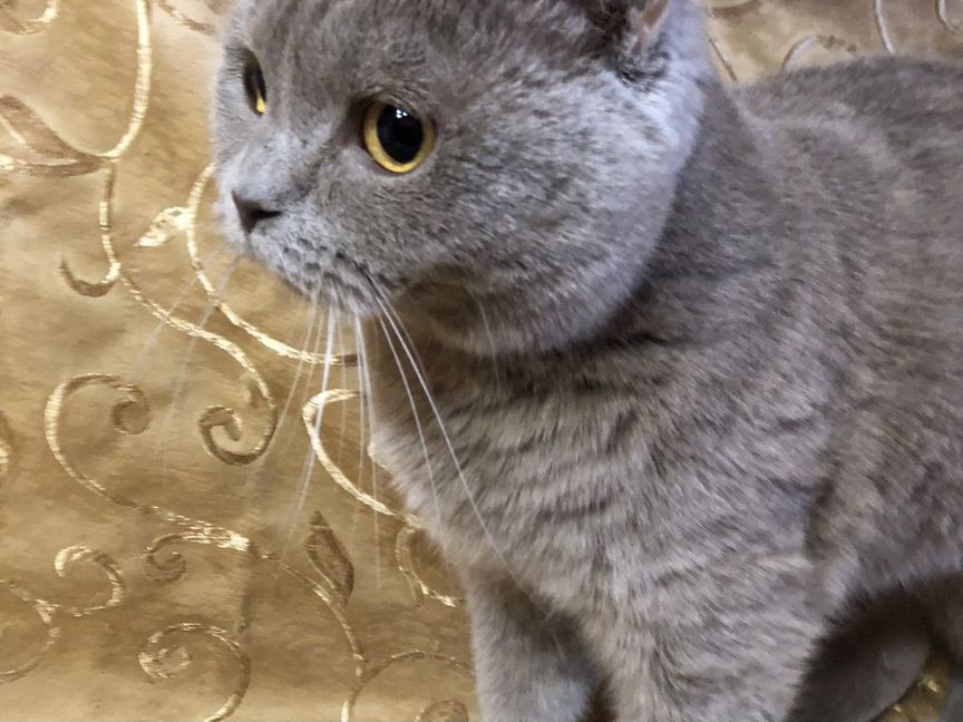 Кошечка в добрые руки