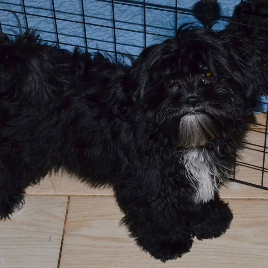 Мальтипу ф1 парень