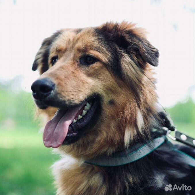 Пёс Гарик в добрые руки