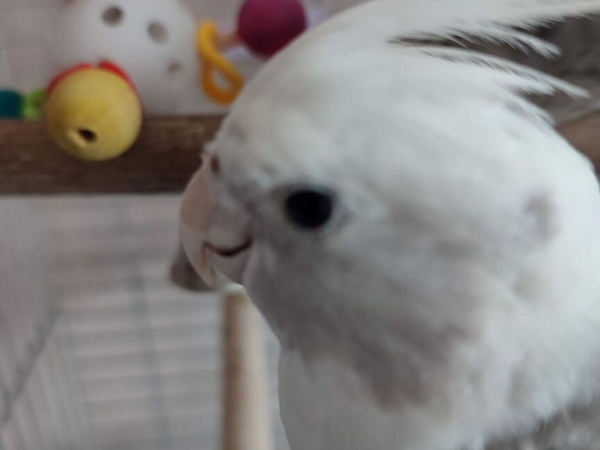 Птенцы кореллы. Бесщекие кореллы. Молодеж