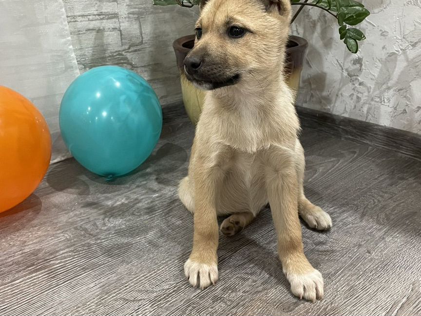 Щенок
