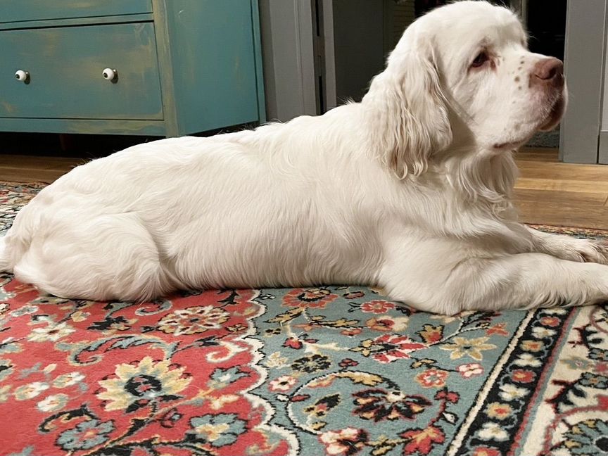 Кламбер спаниель