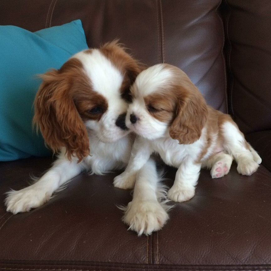 Кавалер кинг-чарльз-спаниель, щенок