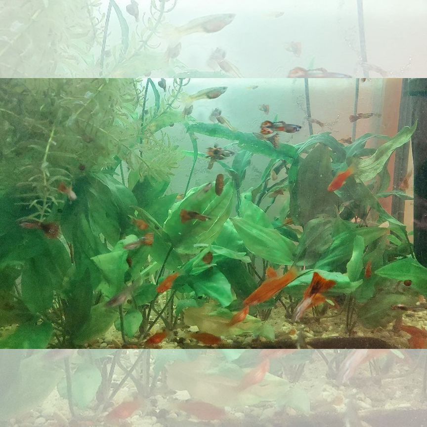 Аквариумные рыбки