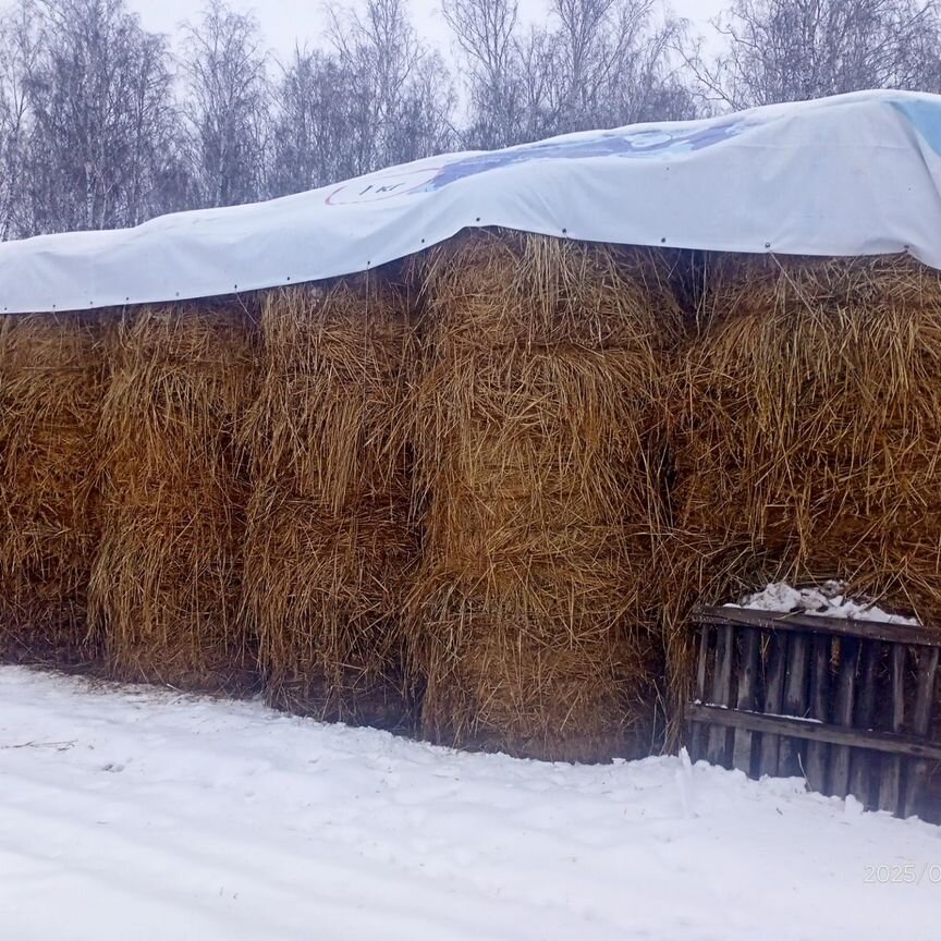 Продам сено в рулонах