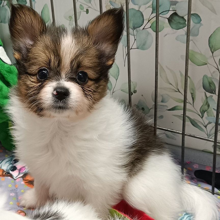 Щенки папийона