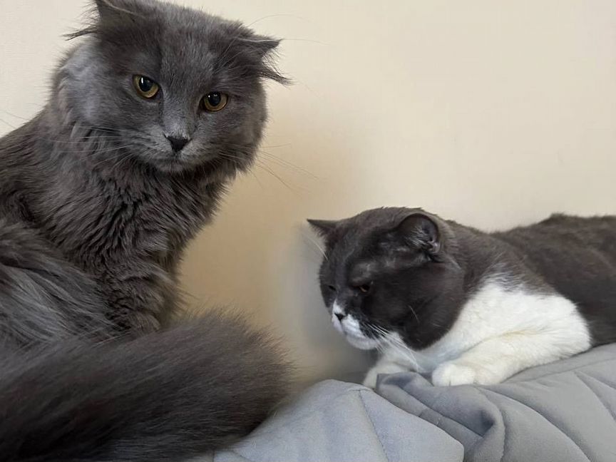 Кошка Буся в добрые руки