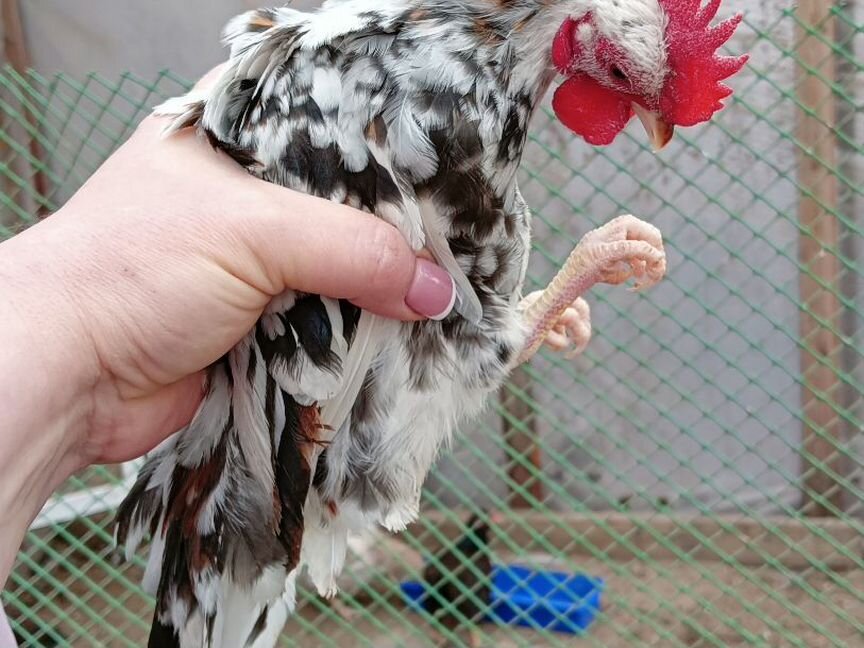 Малазийская серама