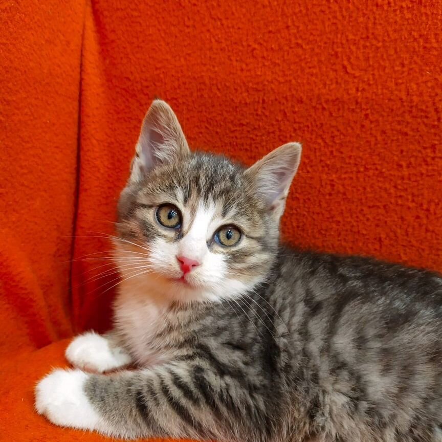 Котенок мальчик в добрые руки